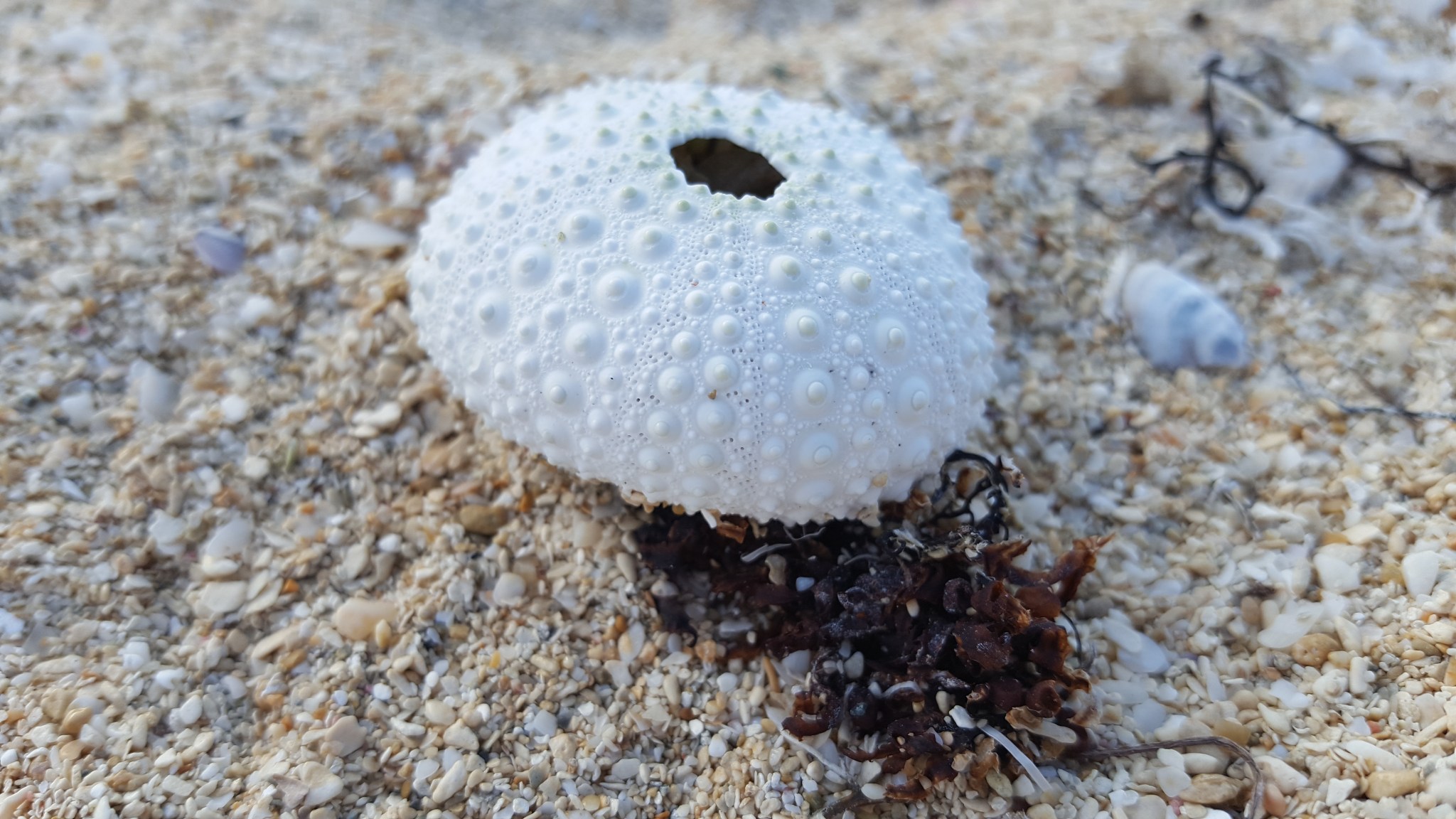 Turtle Tracks & Shells – The St. Croix Sea Turtle Project