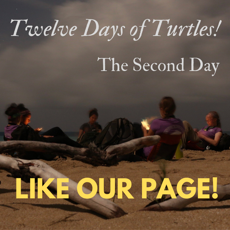The Second Day of Turtles…Follow along! – The St. Croix Sea Turtle Project