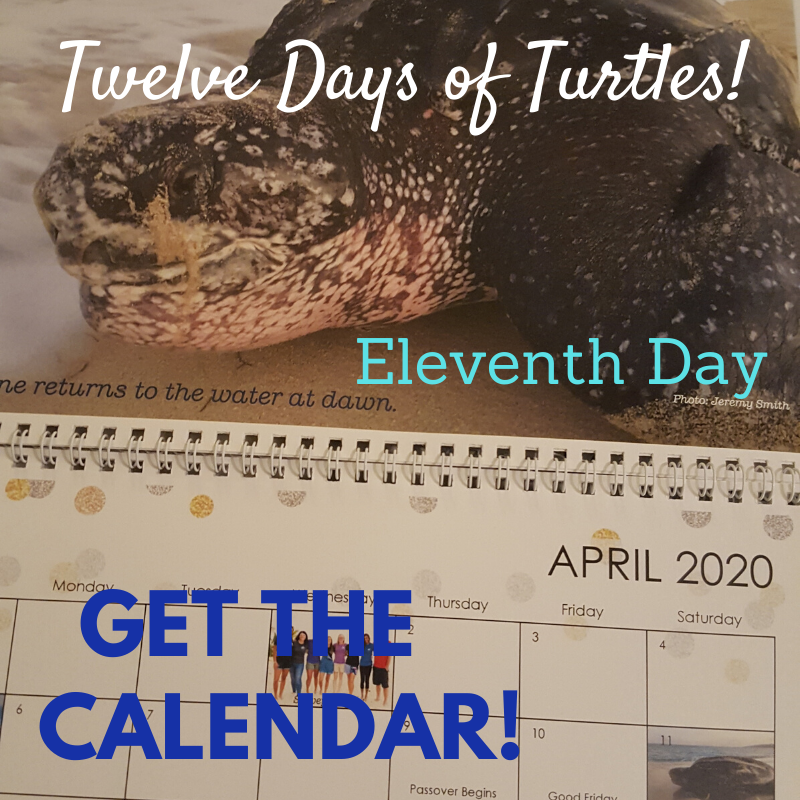 Get the calendar! – The St. Croix Sea Turtle Project