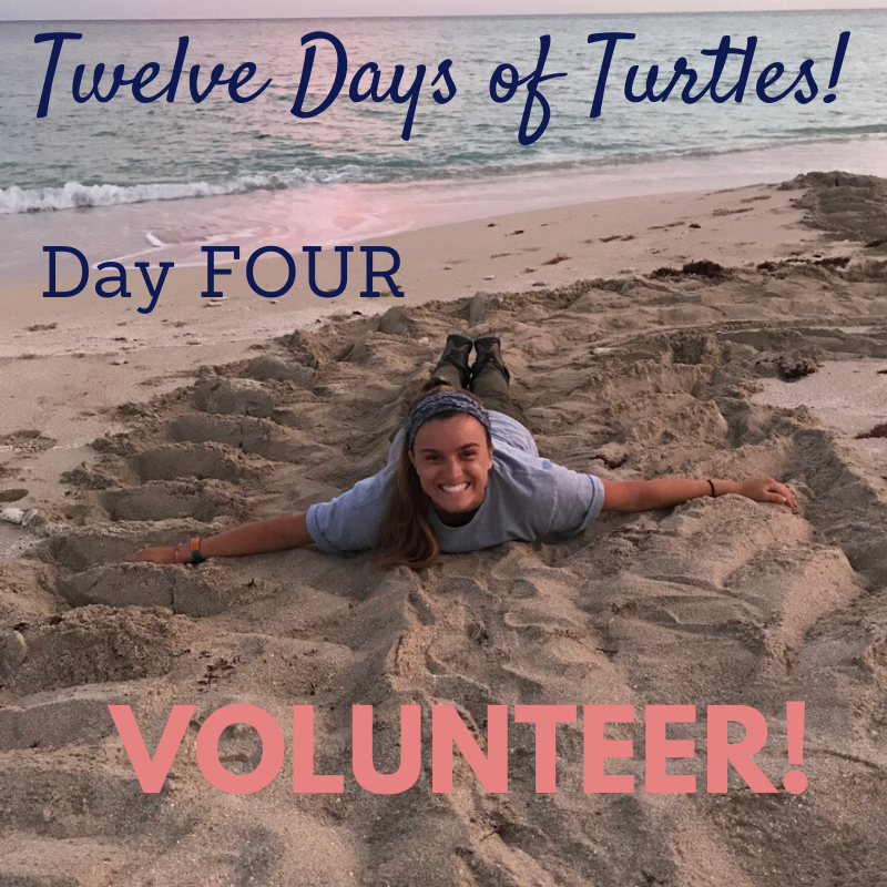 Come volunteer with us! – The St. Croix Sea Turtle Project