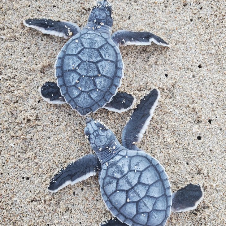 US Virgin Islands Sea Turtles – The St. Croix Sea Turtle Project