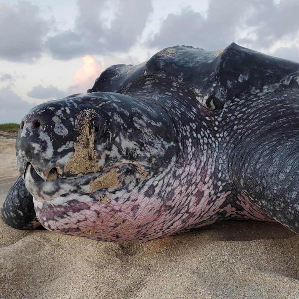 The St. Croix Sea Turtle Project – at Sandy Point National Wildlife Refuge