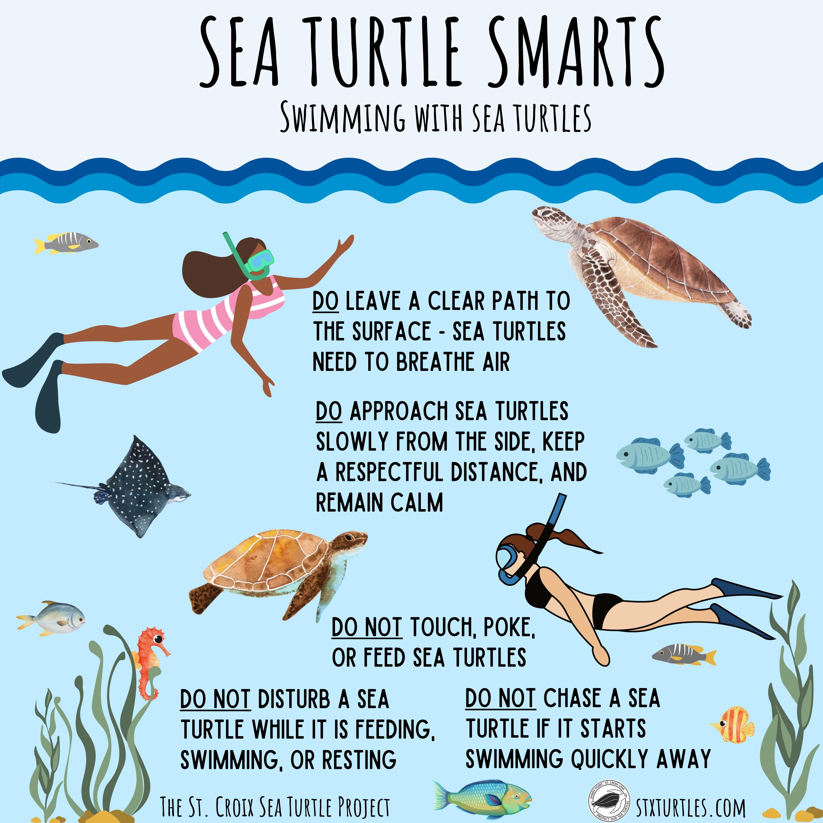 Swimming_SeaTurtleSmarts – The St. Croix Sea Turtle Project