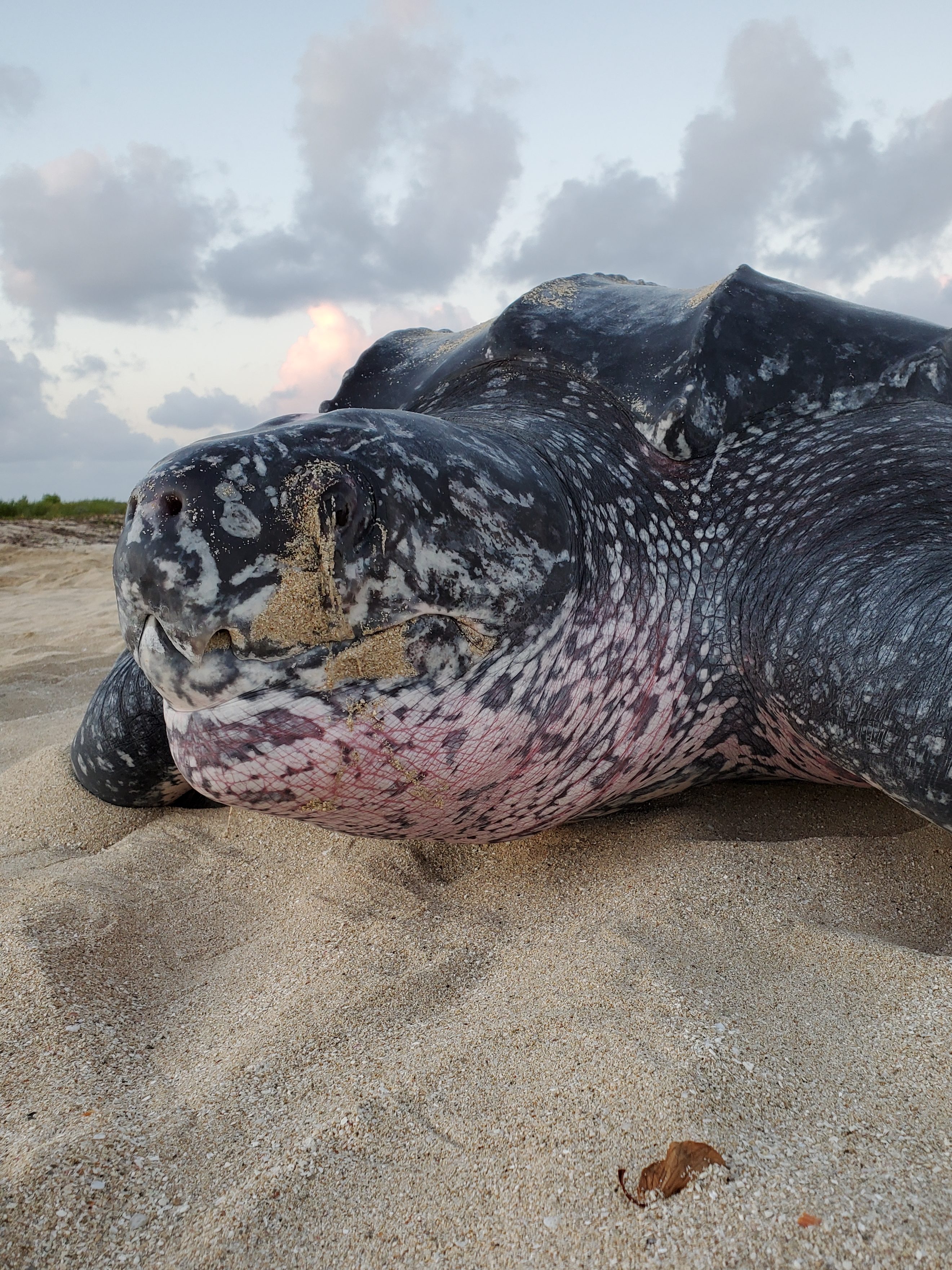 Where Will They Land? – The St. Croix Sea Turtle Project