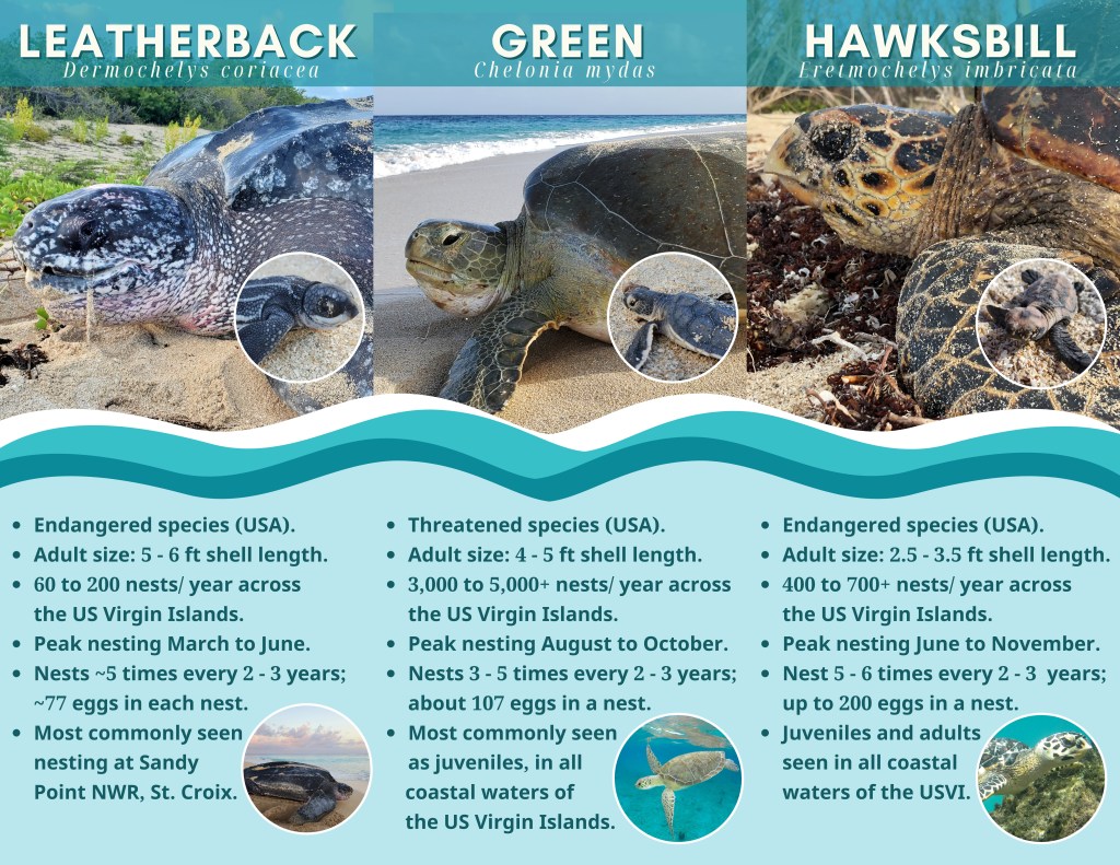 Free Resources – The St. Croix Sea Turtle Project